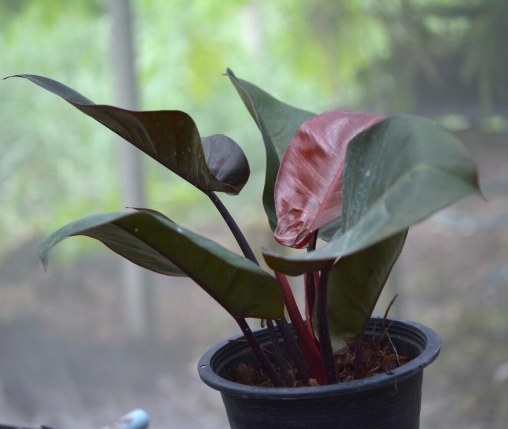 Philodendron ‘Black cardinal’ – Amthai House Plant